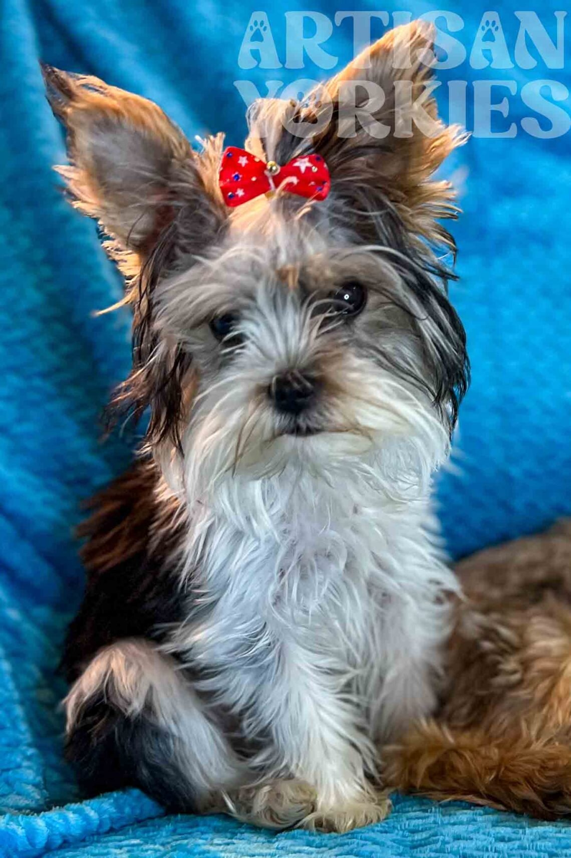 Gallery - Artisan Yorkies